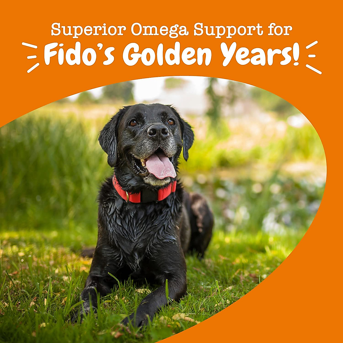 Zesty Paws Skin & Coat Bites for Dogs – Fish Oil Soft Chews with Omega-3 Fatty Acids EPA & DHA - Skin, Coat, Antioxidant & Immune Support - Advanced - 90 Count