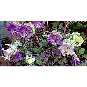 Seeds Cathedral Bellx Mix Cup and Saucer Vine (Cobea) Flowers Beautiful Hanging Annual Garden for Planting Non GMO