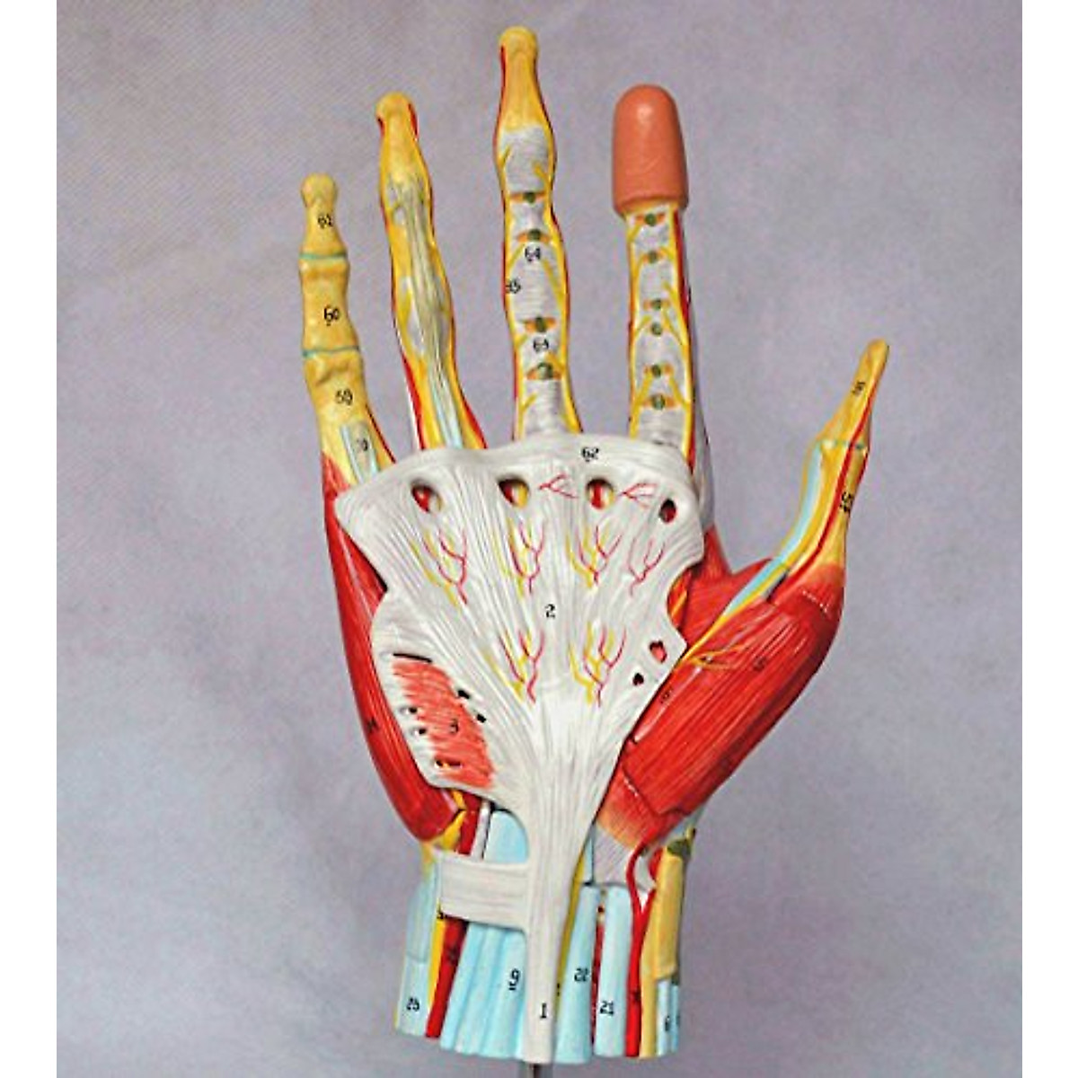 Medical Anatomical Hand Skeleton Model with Ligaments, Muscles, Nerves and Arteries, 7-Part, Life Size