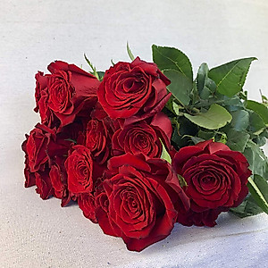 Fresh Cut 24 Red Roses - Fresh from the Farm Red Rose Bouquet – Hand-Selected Long-Lasting, Gift and Home Decor Perfect Fresh Flowers |20" Long Stems No Vase-2 Dozen | Flowers Gift