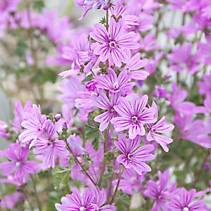 RAUSCH Mallow Volume Shampoo 200 ml