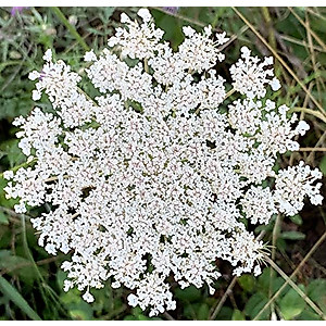 Queen Anne's Lace- 200 Seeds - 50 % off sale