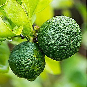 QAUZUY GARDEN 3 Makrut Kaffir Lime Seeds (Citrus Hystrix) - Fragrant Edible Leaves - Perennial Tropical Exotic Fruit Tree - Great for Container Pot - Easy to Grow