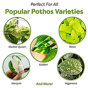 Perfect Plants Organic Pothos Soil | Horticultural Potting Mix for All Indoor Potted Pothos | Grow Healthy houseplants Indoors (4qts.)