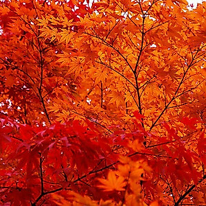 Carolina RED Scarlet Maple Tree Acer Rubrum jocad (25 Seeds)
