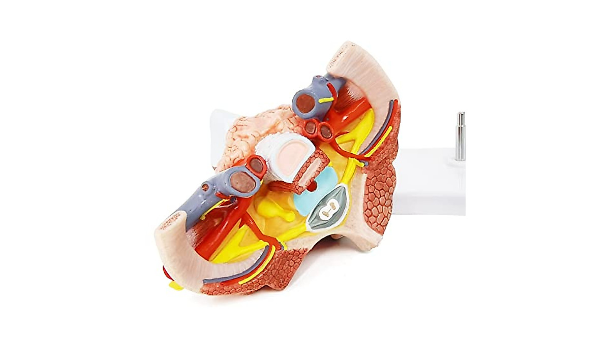 Evotech Human Neck Anatomy Model - Life Size & Detailed
