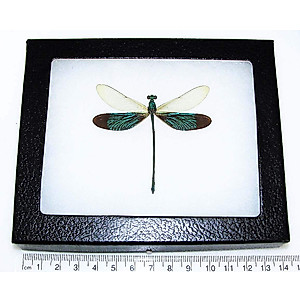 BicBugs Neurobasis chinensis Real Framed Green Horizontal Dragonfly DAMSELFLY Indonesia