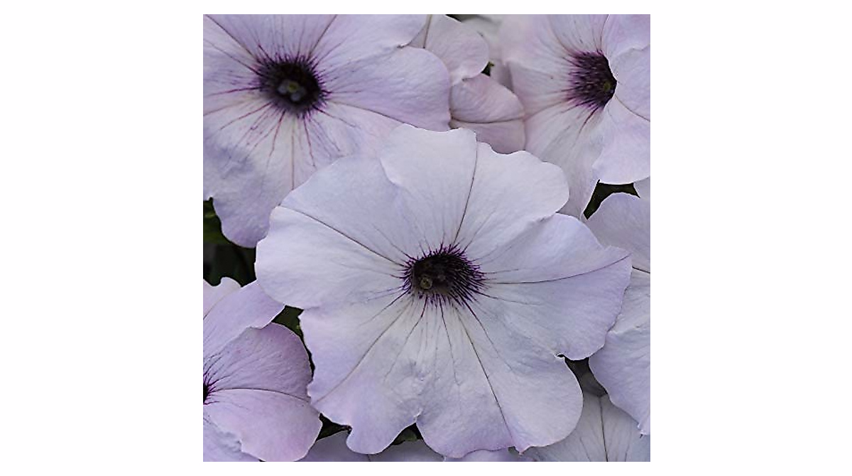 Easy Wave Spreading Petunia Silver - Vibrant Garden Blooms
