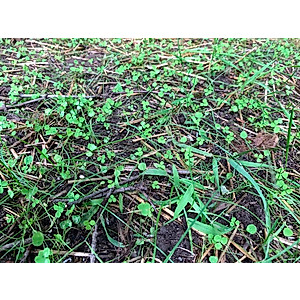 Flawn Seed Dutch White Clover Seed, Low Maintenance, Eco/Pollinator Friendly Flowering Lawn, Kid, Pet, Grass Alternative, Easy Open Compostable Pouch, Easy Spread Up to 500 SqFt