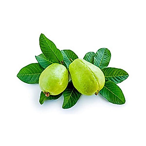 Yerbero - Whole Guava Leaf 2oz (56gr) Herbal Tea (Te Hojas De Guayaba) Skin Care | Hair Re-Growth | Crafted By Nature100% All Natural Fresh Tea Tea | Non-GMO | Gluten-free.
