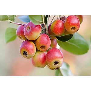 Roselow Crabapple Tree Live Plant 1-2 Feet Tall, Crab Apple Fruits Crabapple Plant Live