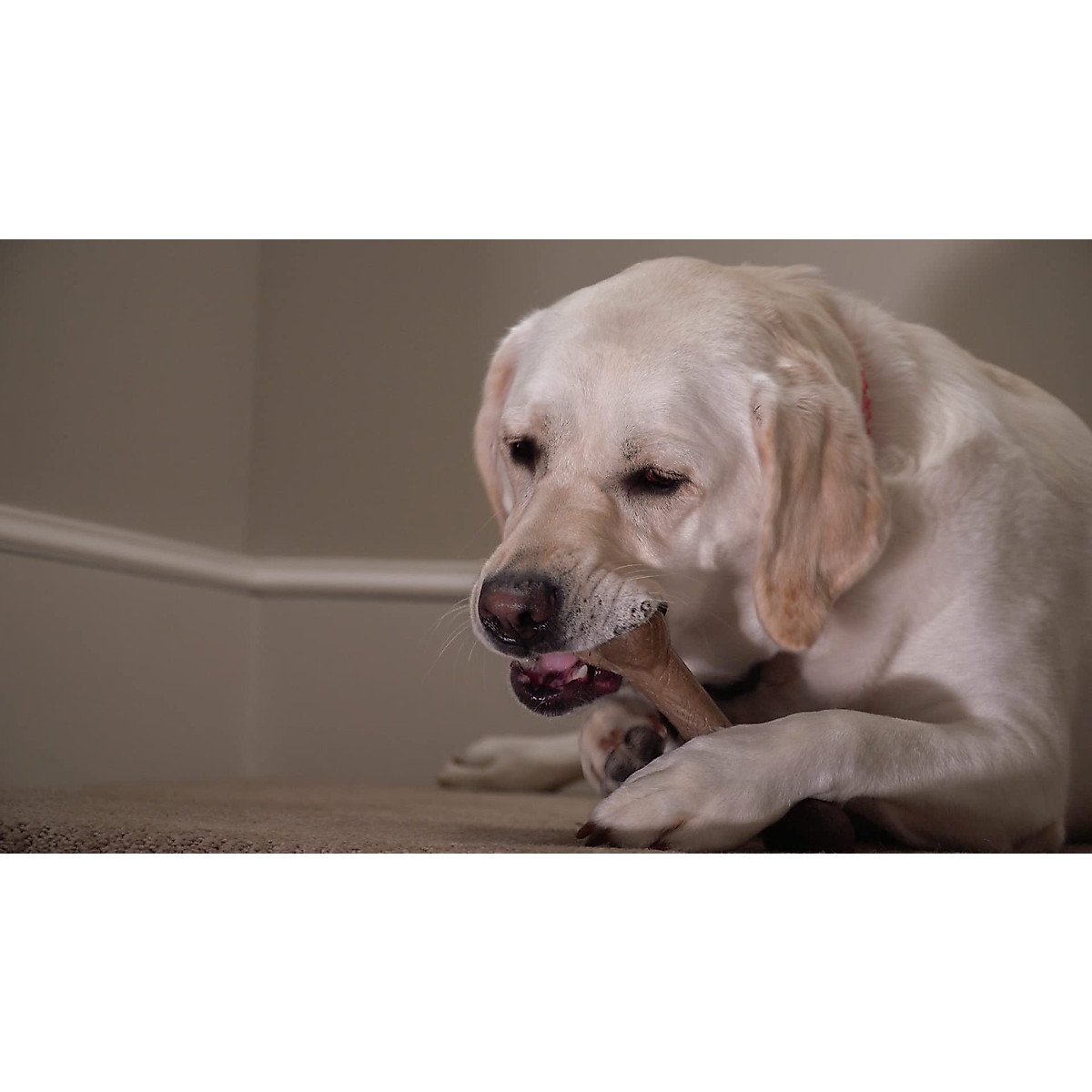 Hero Bonetics™ Femur Bone Dog Chew Toy Medium / Peanut Butter