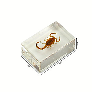 Dr. Steve Hunters - Bugs World Collection - 10 REAL insects - Scientific Educational Toy