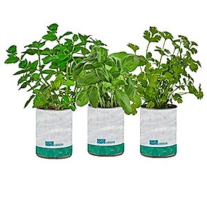Back to the Roots New Kitchen Garden Complete Herb Kit Variety Pack of Basil, Mint, and Cilantro Seeds