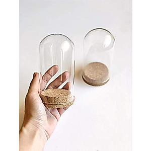 N/ 1 Pieces Clear Glass Dome Cover Cloche Bell Jar Succulent Terrariums w/Wooden Cork Base Home Study Room Decor Beauty and The Beast