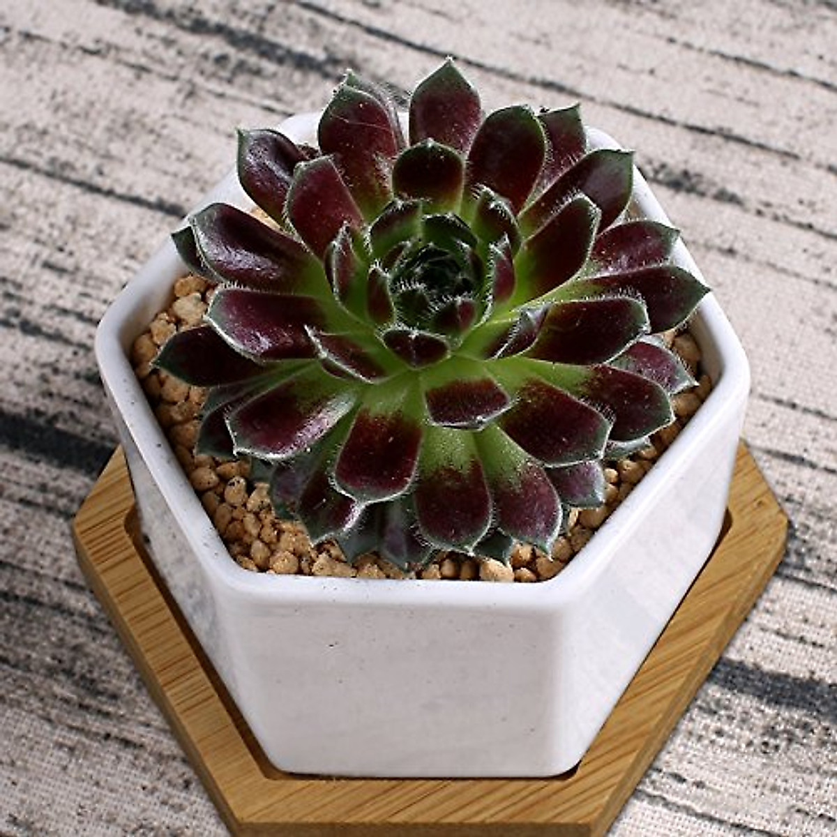 OAMCEG 6 Pack Succulent Plant Pots 2.75 inch Mini Succulent Planter, Set of 6 White Ceramic Succulent Cactus Planter Pots with Bamboo Tray (Plants NOT Included)
