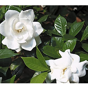 300+ Gardenia Seeds (Cape Jasmine)for Home Garden Planting