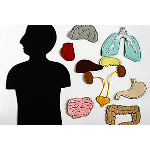 Felt Anatomy set Internal human organs, 30x20cm, body+10 organs
