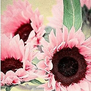 TricaStore 50 Bright Pink Sunflower Seeds Plants Garden Planting