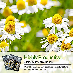 Survival Garden Seeds - Roman Chamomile Seed for Planting - Packet with Instructions to Plant and Grow Calming Medicinal Herbs in Your Home Vegetable Garden - Non-GMO Heirloom Variety