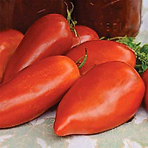 Jersey Devil Tomato Seeds (20+ Seeds) | Non GMO | Vegetable Fruit Herb Flower Seeds for Planting | Home Garden Greenhouse Pack