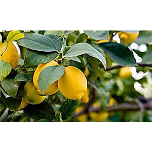 zcbang 20+Pcs Rare Lemon Tree Indoor Outdoor Available Heirloom Fruit Seeds