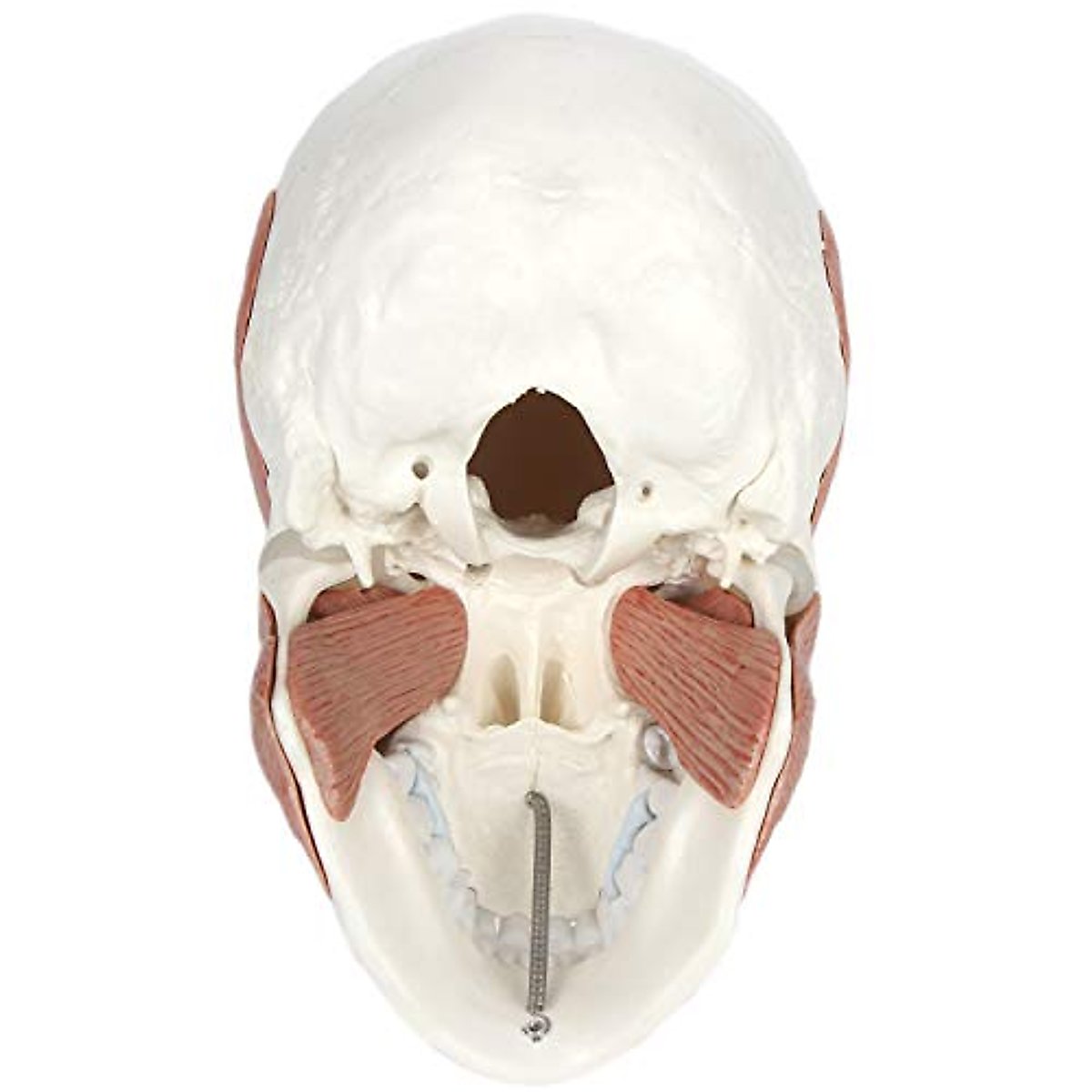 Axis Scientific 3-Part Human Skull Model with Masticatory Muscles, Life Size Skull Cast from Real Human Bones Shows Range of Motion of Jaw