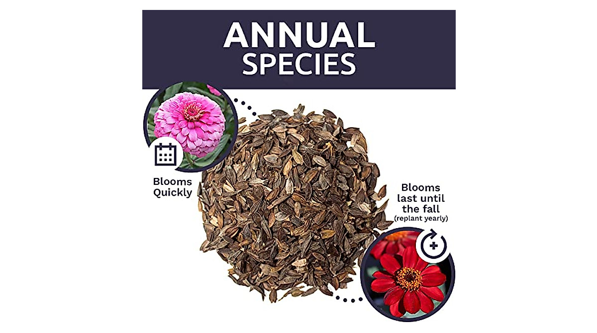 Bulk Zinnia Seeds California Giants Mix - Over 12,000 Large Flowers