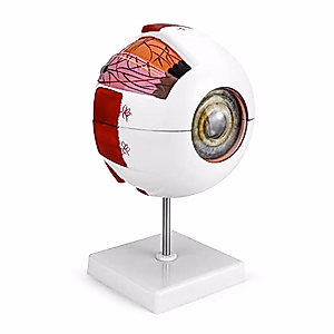 QWORK 6X Enlarged Human Eye Anatomy Model, Magnified Eyeball Model with Detachable Bracket, Anatomically Accurate Science Education Display Medical Teaching Education Human Eye Anatomical Model