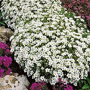 Outsidepride Perennial Arenaria Montana Alpine, Rock Garden, Or Ground Cover Plant - 2000 Seeds