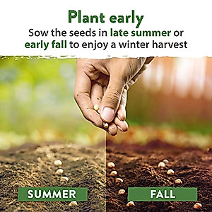 12 Winter Vegetable Seeds - Heirloom, Non-GMO Fall & Winter Vegetable Seeds for Planting Home Garden: Bean, Beet, Broccoli, Cabbage, Carrot, Cauliflower, Kale, Parsnip, Squash, Chard & More