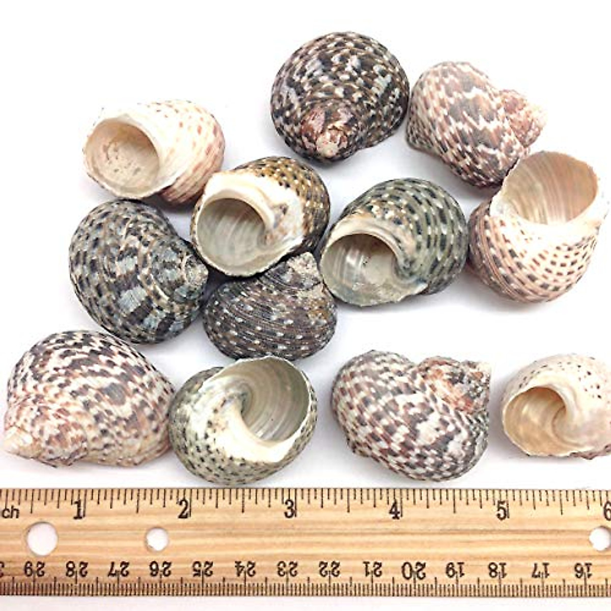 PEPPERLONELY 12PC Turbo Stripe Sea Shell, Hermit Crab Sea Shells, 1 Inch ~ 1-1/2 Inch