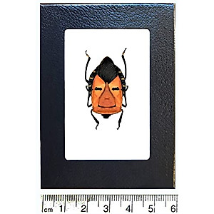BicBugs Catacanthus incarnatus Orange mask Bug Indonesia Framed