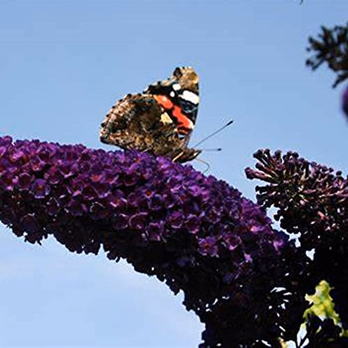 CHUXAY GARDEN 50 Seeds Buddleja Davidii 'Black Knight',Purple Butterfly Bush,Summer Lilac Fast-Growing Drought Tolerant Deciduous Shrub Great for Garden