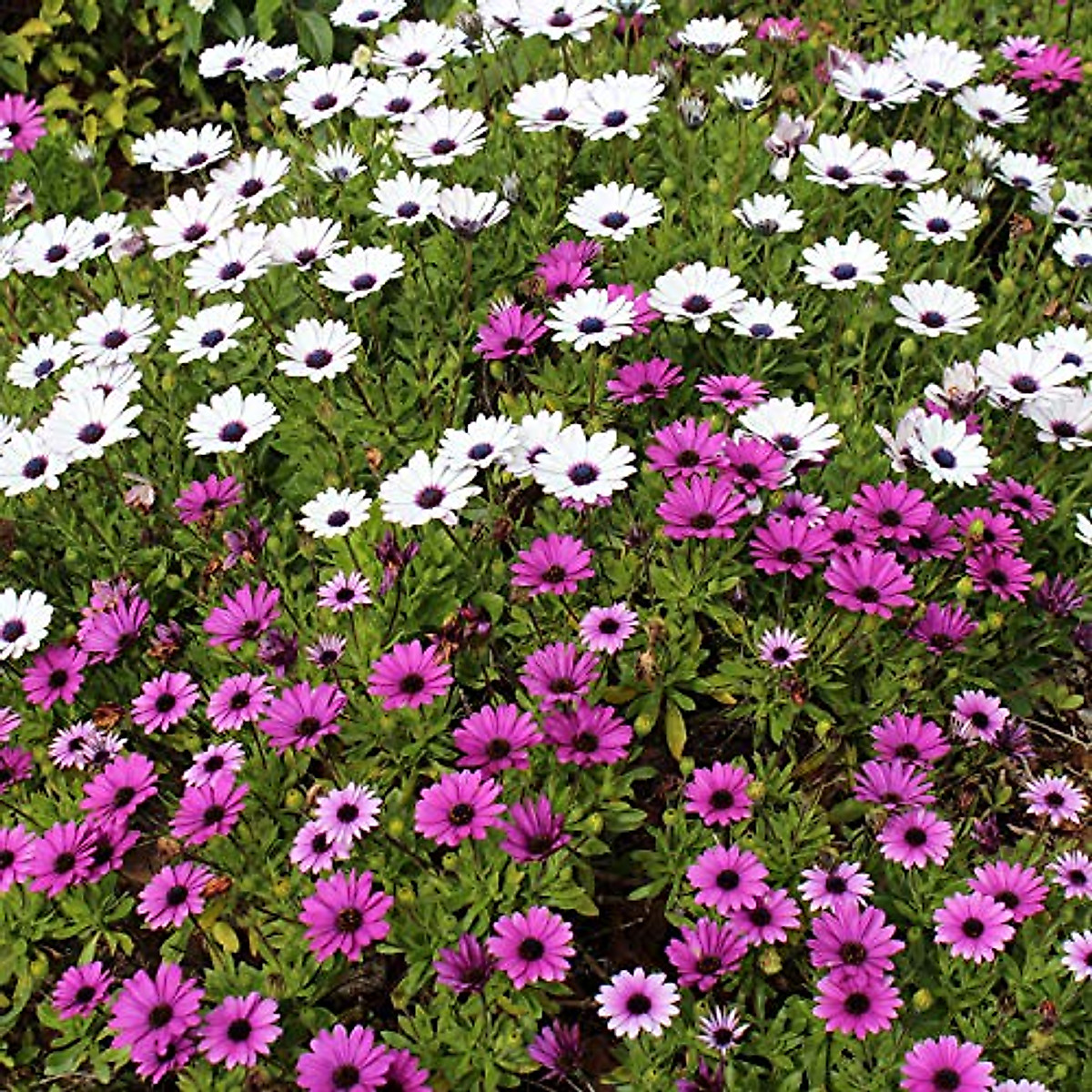 Outsidepride African Daisy Osteospermum Ecklonis Flower Seed Mix - 100 Seeds