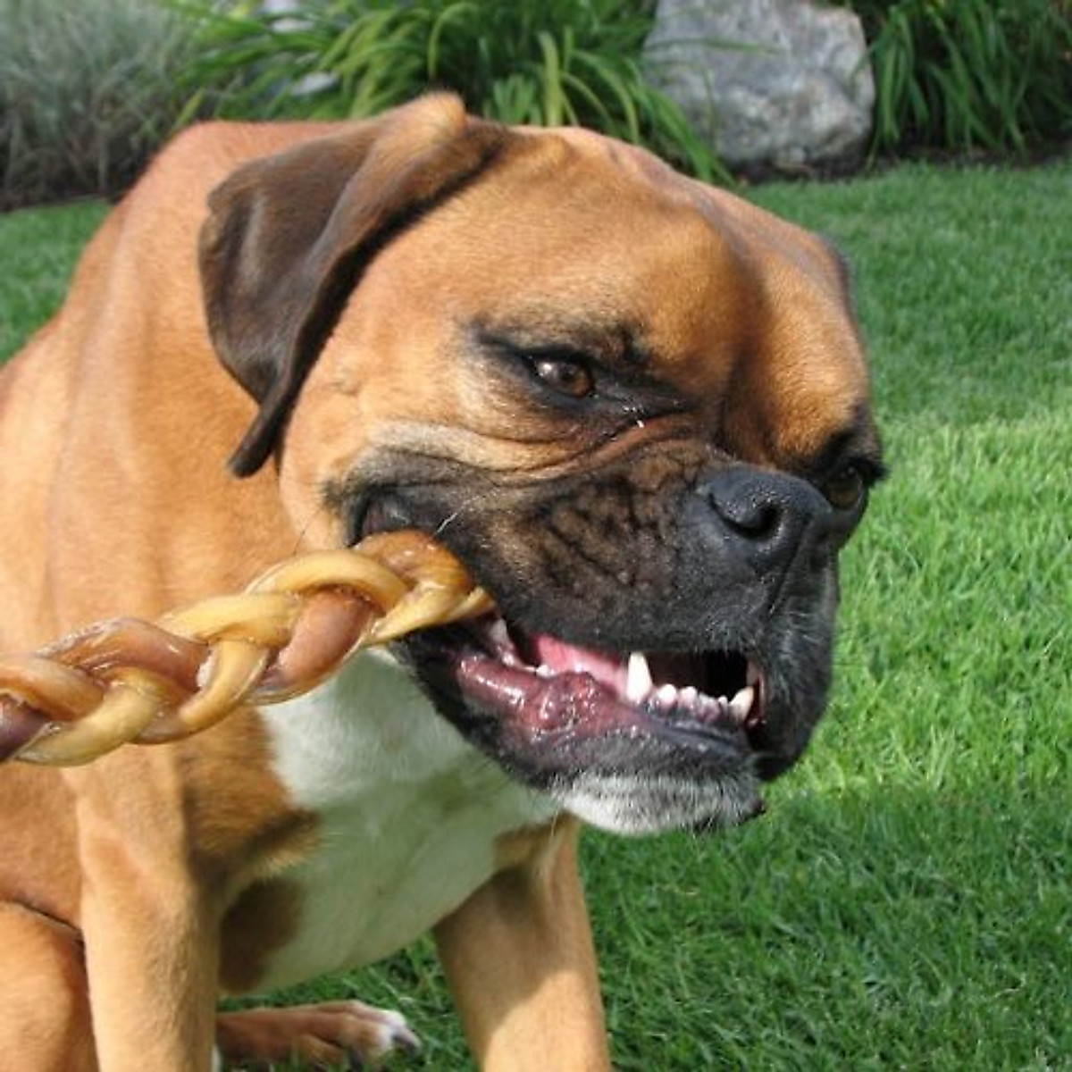 Pawstruck 9" Braided Bully Sticks for Dog (10 Pack), Pet Food Natural Bulk Dog Dental Treats & Healthy Chews, Beef Flavor, Chemical Free, 9 inch Best Low Odor Pizzle Stix, 1.62 Pounds