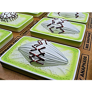 Plant Mitosis Model, 18 Inch - Three-Dimensional - Hand Painted Details - Simplified - Mounted - Eisco Labs