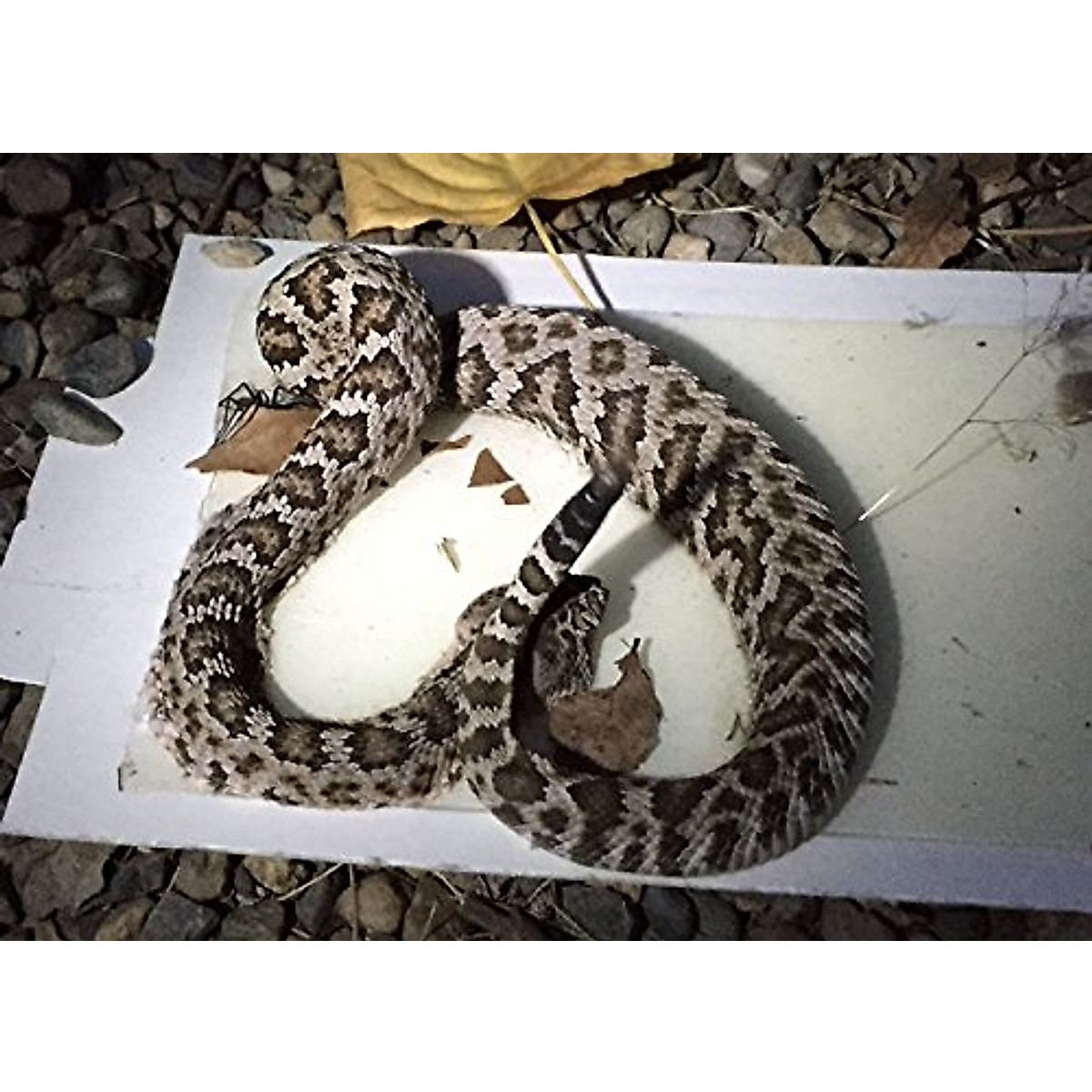 Cahaba Snake Trap (1 PK) Commercial Grade Large/Reusable 32"x10"x3" with (3) Large Catch Inserts Made in USA