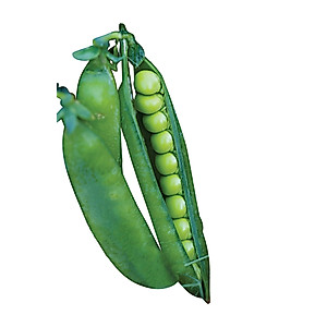 Burpee Easy Peasy Pea Seeds 200 seeds