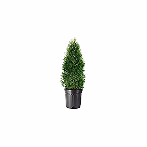 Arborvitae Emerald Green | 3 Live Gallon Size Trees | Thuja Occidentalis Smaragd | Evergreen Privacy Screening Hedge Plants
