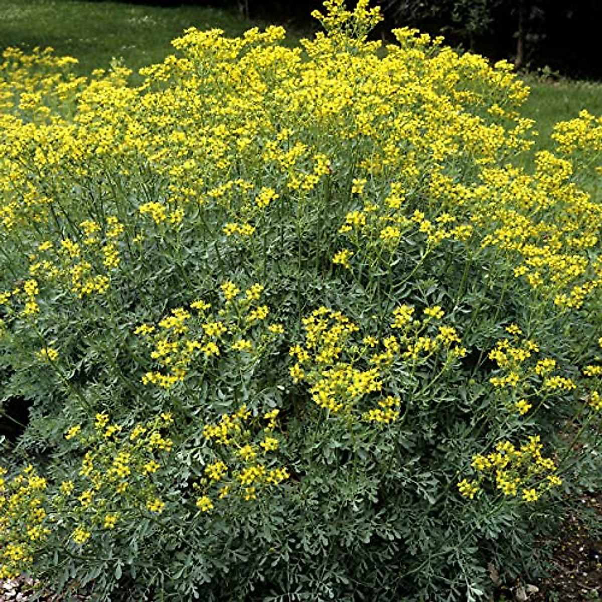 Outsidepride Ruta Graveolens Rue Herb & Flower Garden Plants - 1000 Seeds