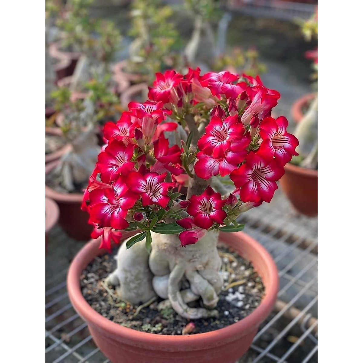 15 Adenium Bonsai Tree Seeds - Blooming Desert Rose, Easy to Grow Indoors