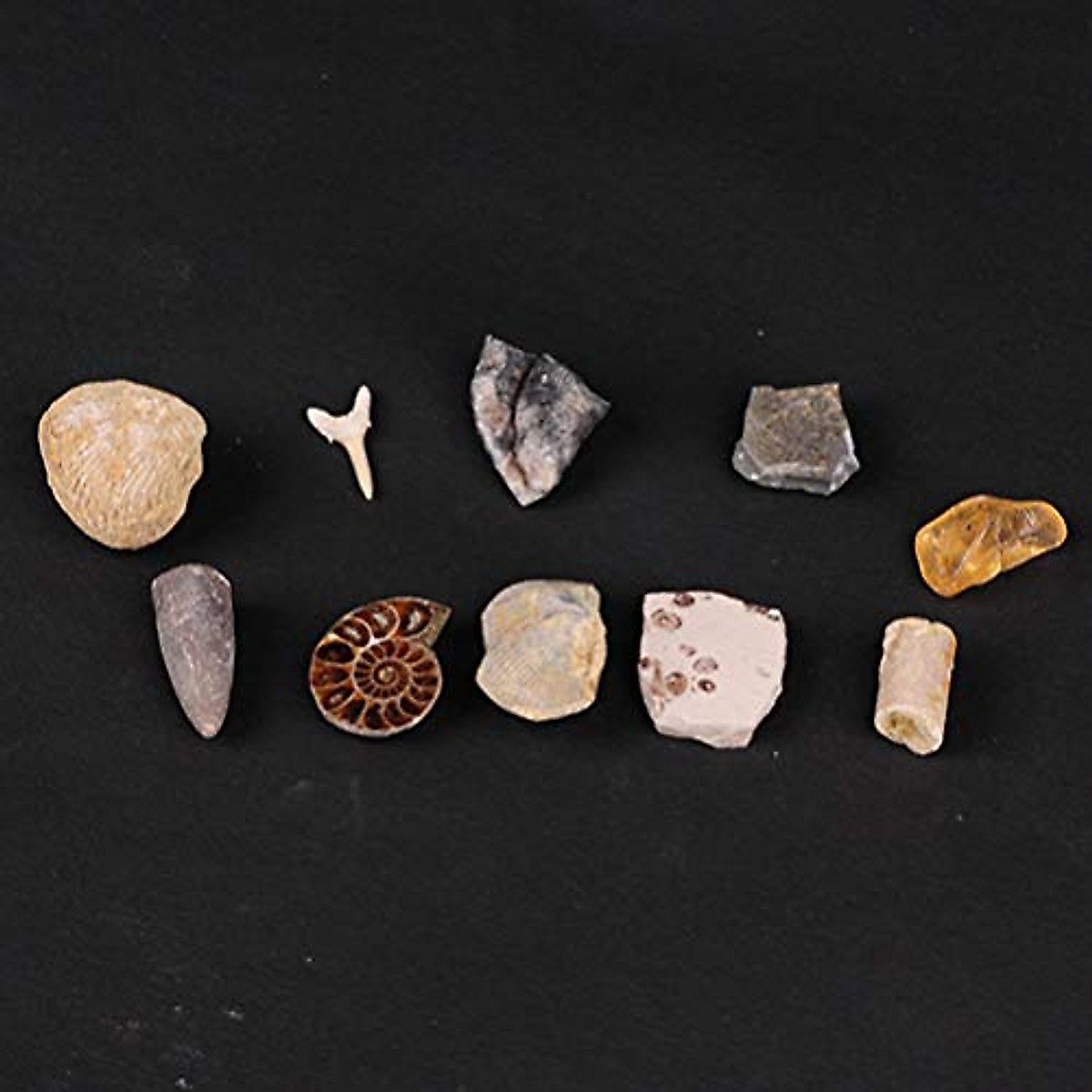 Hemobllo Fossil Specimens Collection Set, 10PCS Paleontology Fossil Specimens, Trilobite Amber Fossil Educational Science Kits, Creative Science Decoration Stone