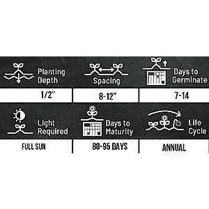 Sunflower Seeds for Planting – Plant & Grow Heirloom Chocolate Cherry Sunflowers in Home Outdoor Garden - Planting Instructions for Vibrant Blooms - Great Gardening Gift, 1 Packet