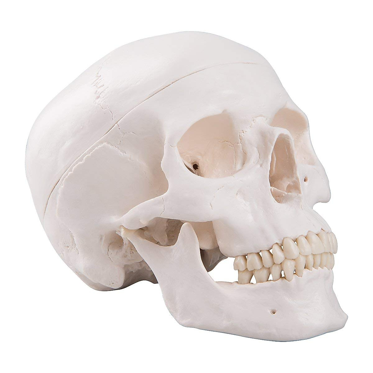 EUDDOO Human Skull Anatomical Model, Life Size Replica Adult Human Anatomy Head Model with Removable Skull Cap and Articulated Mandible, Labeled Diagram Poster Included