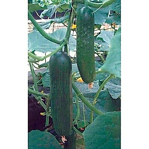 "Cobra" Cucumber Seeds for Planting, 25+ Seeds Per Packet, (Isla's Garden Seeds), Non GMO Seeds, Botanical Name: Cucumis sativus, Great Home Garden Gift