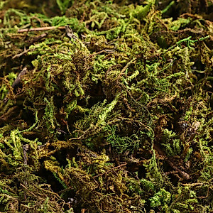 BESPORTBLE 60g Lifelike Artificial Moss Plants Fake Green Lichen Fake Lichen Green Plants for Home Garden Patio Decoration