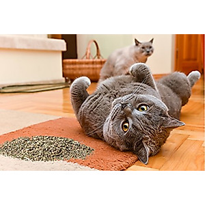 Purple Haze Catnip, Premium Blend Safe for Cats, Infused with Maximum Potency Your Kitty is Sure to Go Crazy for (1 Cup)