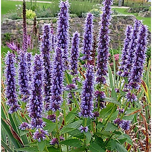 "Purple Giant" Hyssop Seeds for Planting, Fragrant Herb, 250+ Seeds Per Packet, (Isla's Garden Seeds), Non GMO & Heirloom Seeds, Botanical Name: Agastache Rugosa, Great Home Garden Gift