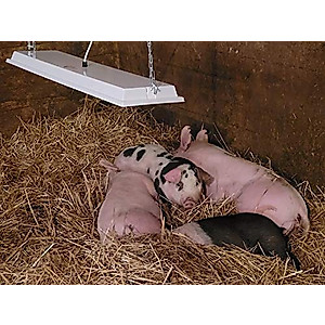SWEETER HEATER Safe Heater for Chicks, Coops, & Animals, OH11x40, 150 Watt